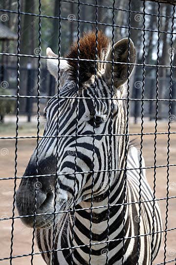 Zebra in cage stock photo. Image of black, white, heads - 13340904