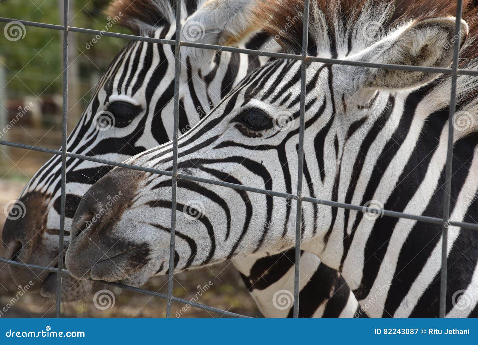 Zebra stock image. Image of ethiopia, mammalia, grassland - 82243087