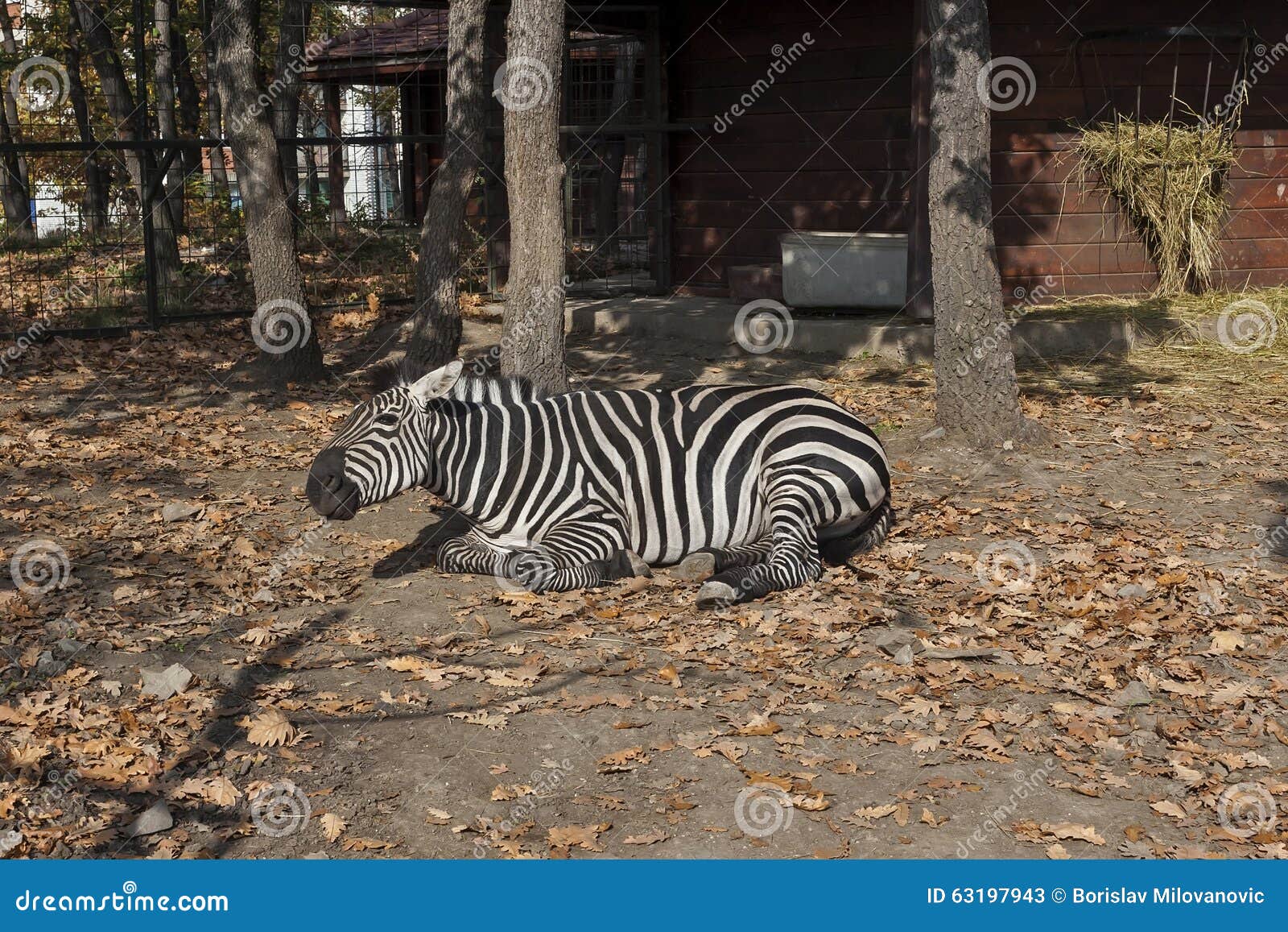 Zebra in Cage at ZOO Bor Serbia 02 Stock Image - Image of black ...