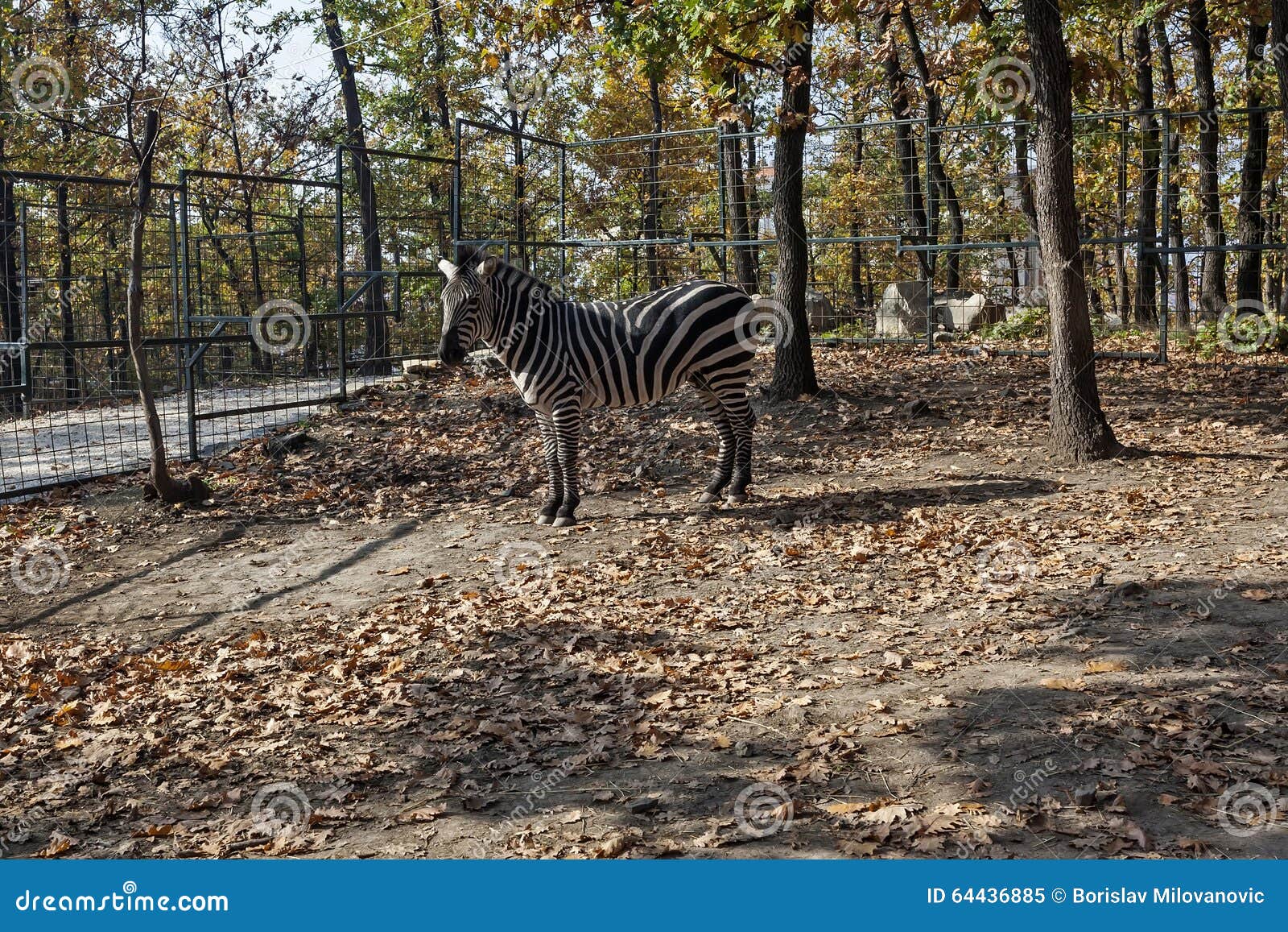 Zebra in Cage at ZOO Bor Serbia 05 Stock Image - Image of serbia ...