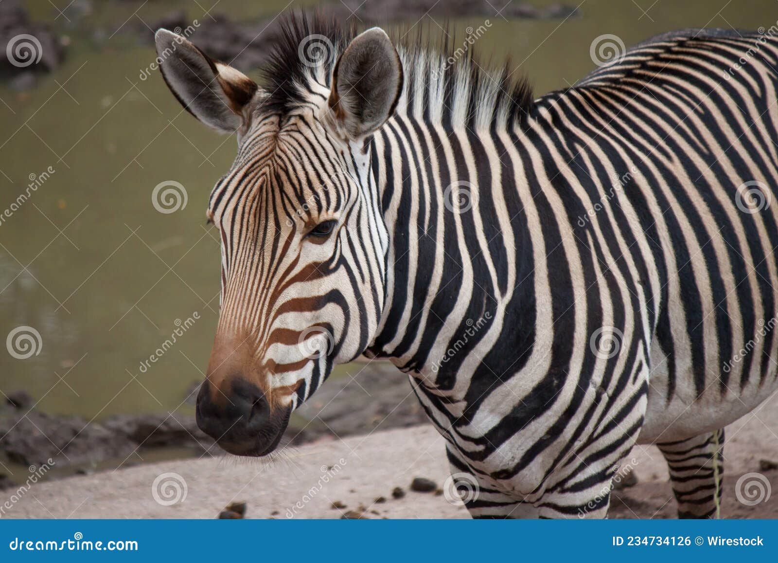 Zebra in a cage at a zoo stock photo. Image of wild - 234734126