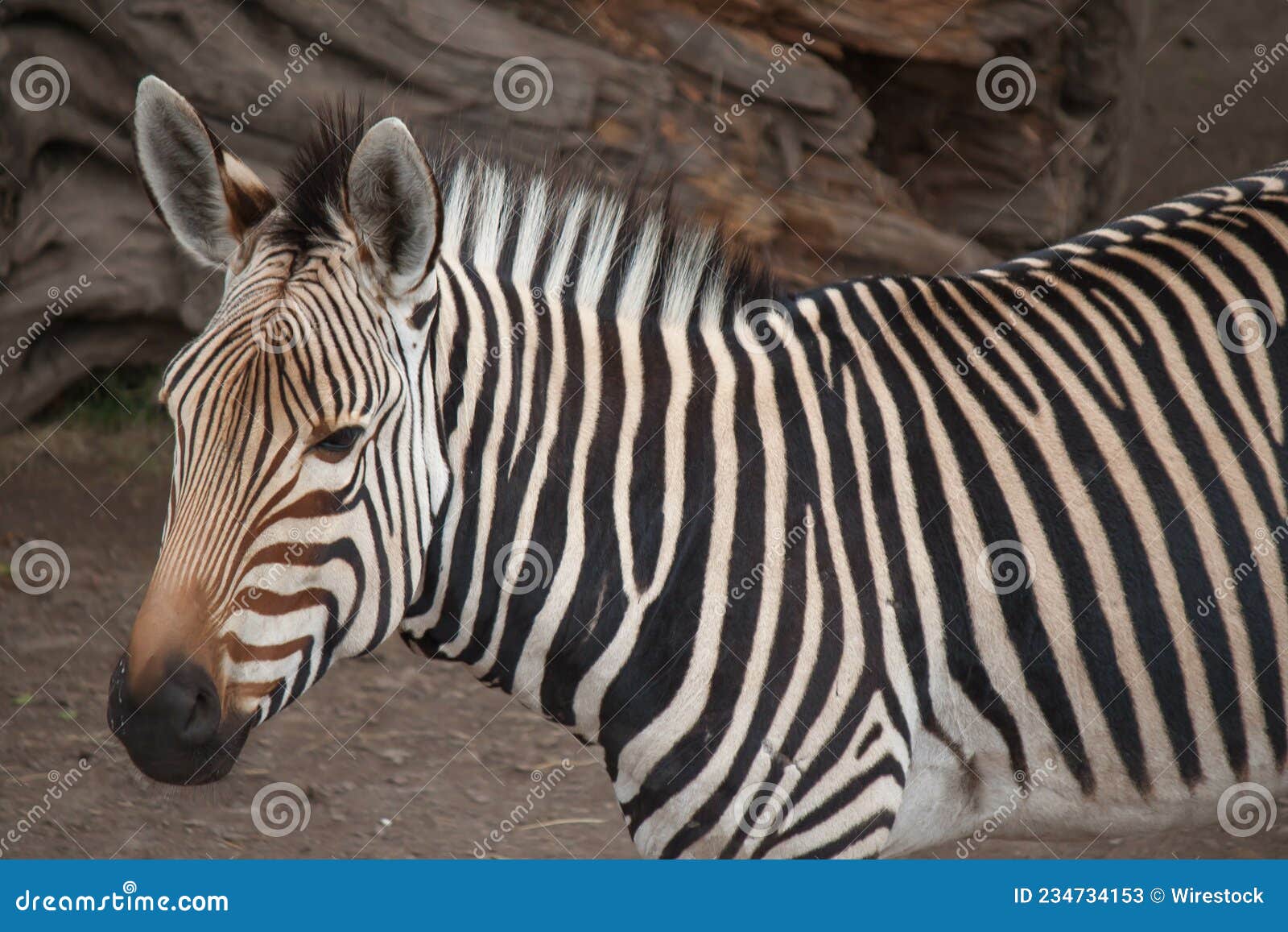 Zebra in a cage at a zoo stock image. Image of nature - 234734153