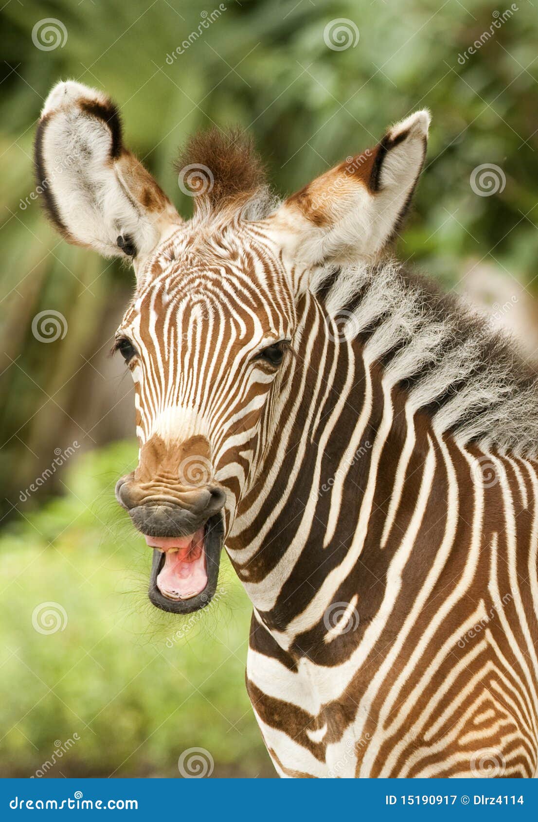 Zebra Calf stock image. Image of rocky, grevy, africa - 15190917