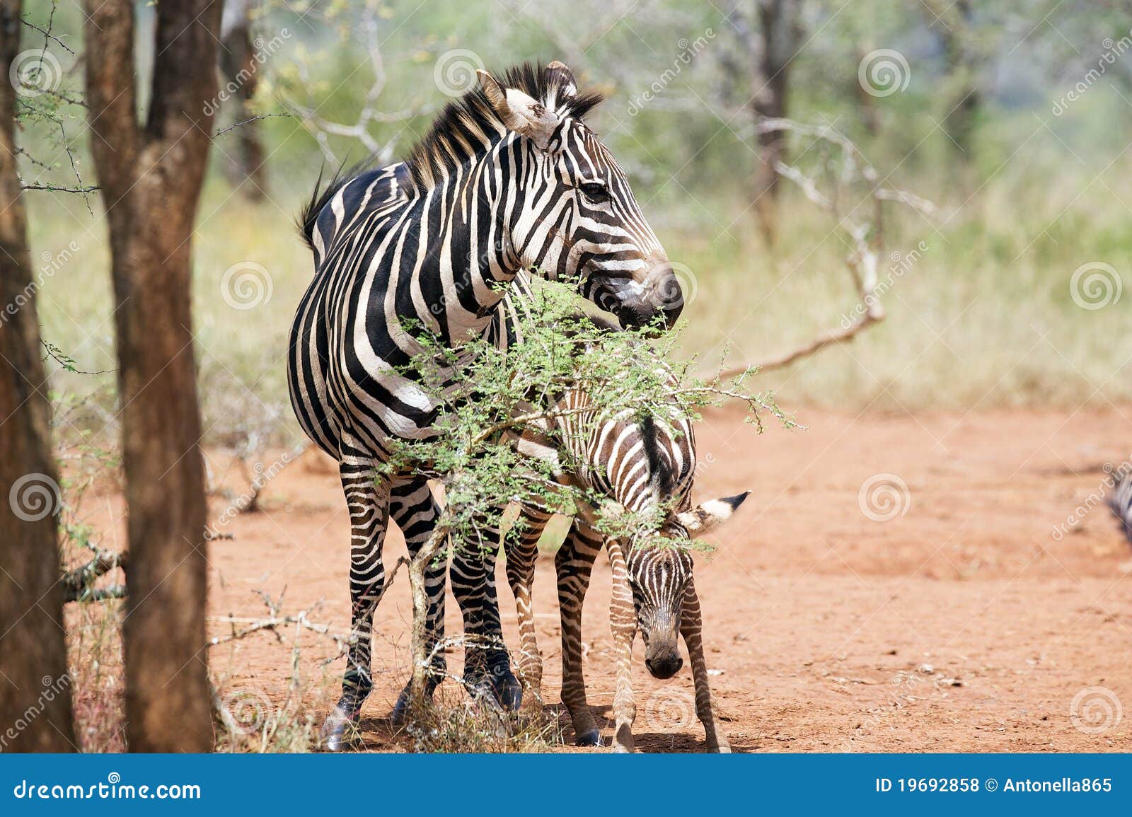 Zebra In Akagera National Park In Rwanda. Royalty-Free Stock Photo ...