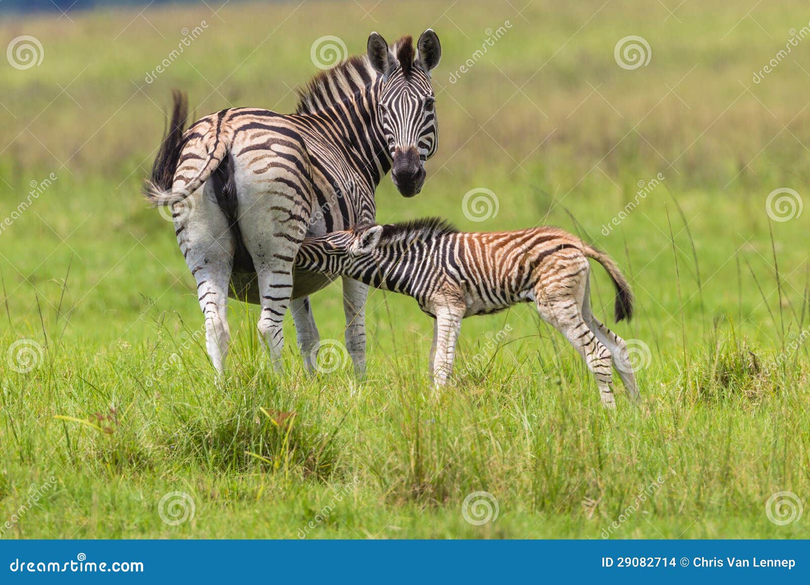 Zebra Calf Feeding stock photo. Image of animals, feeding - 29082714