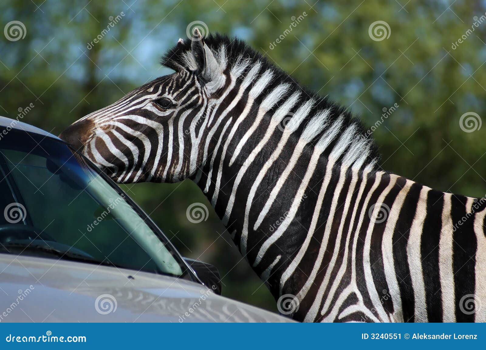 Zebra and car. stock image. Image of white, park, black - 3240551