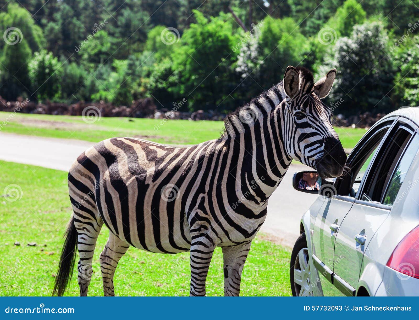 Zebra on a car stock image. Image of savannah, savanna - 57732093