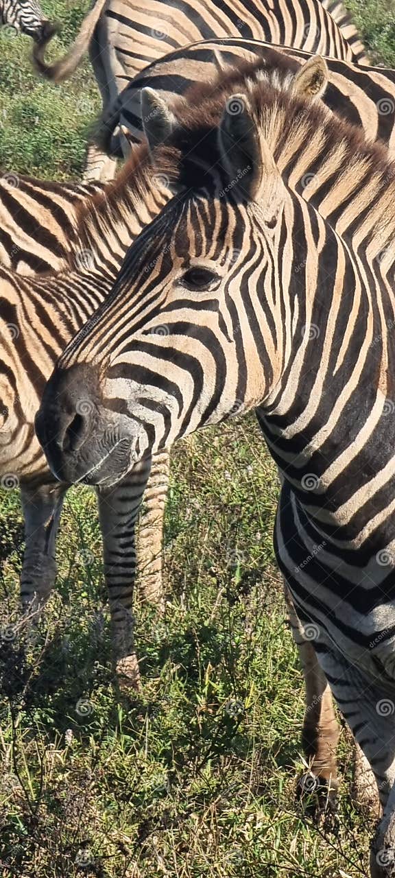Zebra catching sun stock image. Image of lion, catching - 251615943