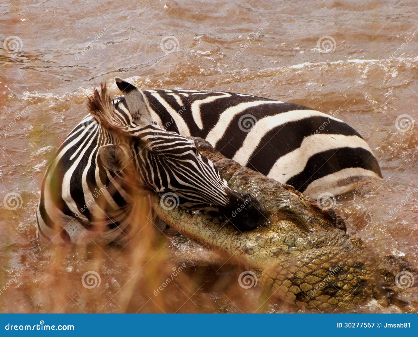 Zebra caught by crocodile stock image. Image of mara - 30277567