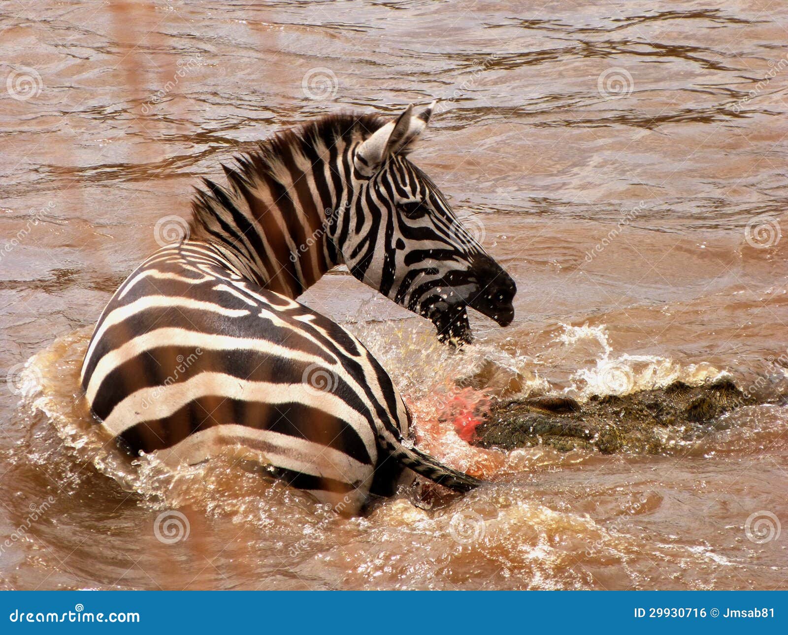 Crocodile catching a zebra stock photo. Image of crocodile - 29930716