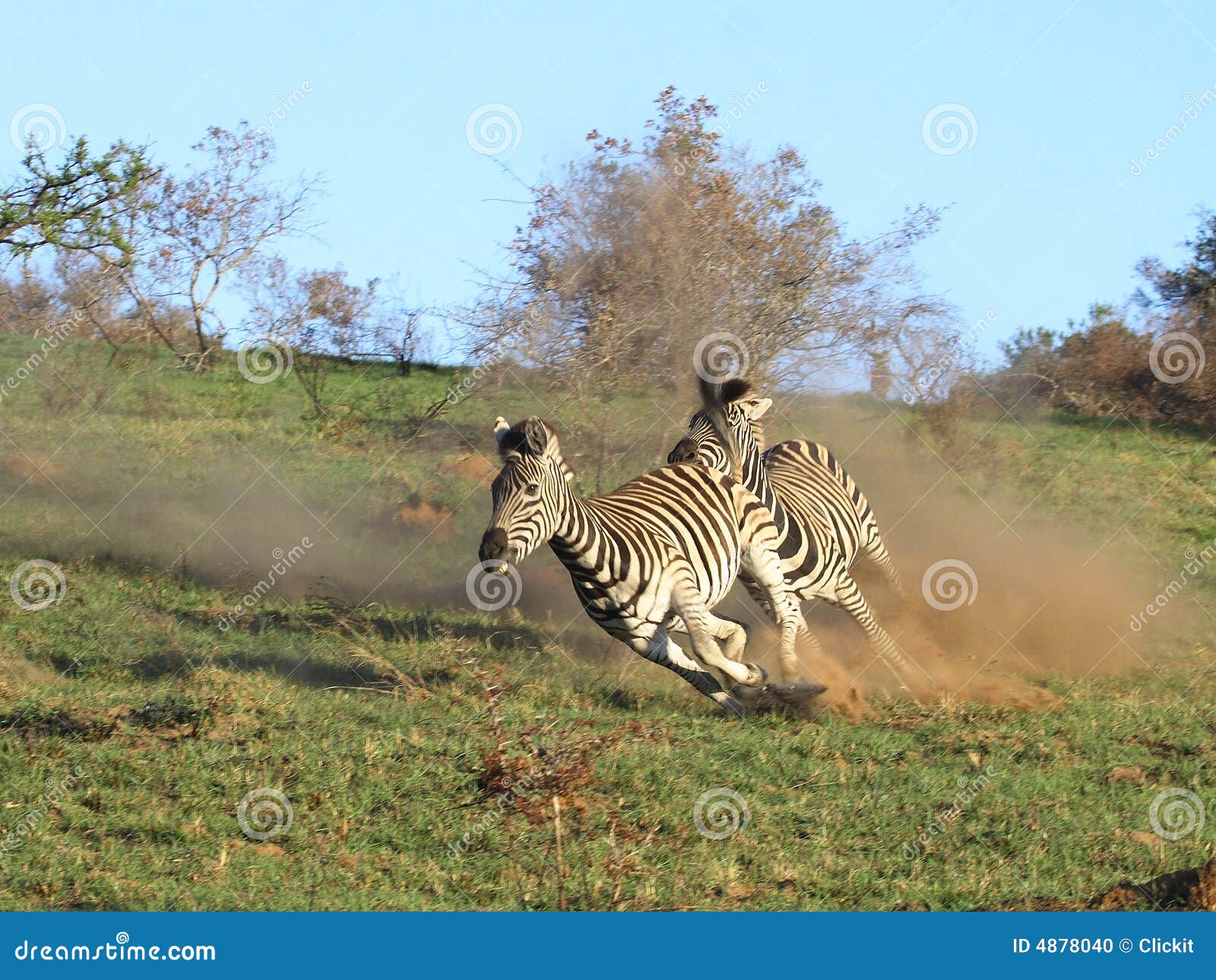Zebra chase. stock photo. Image of game, gallop, nose - 4878040
