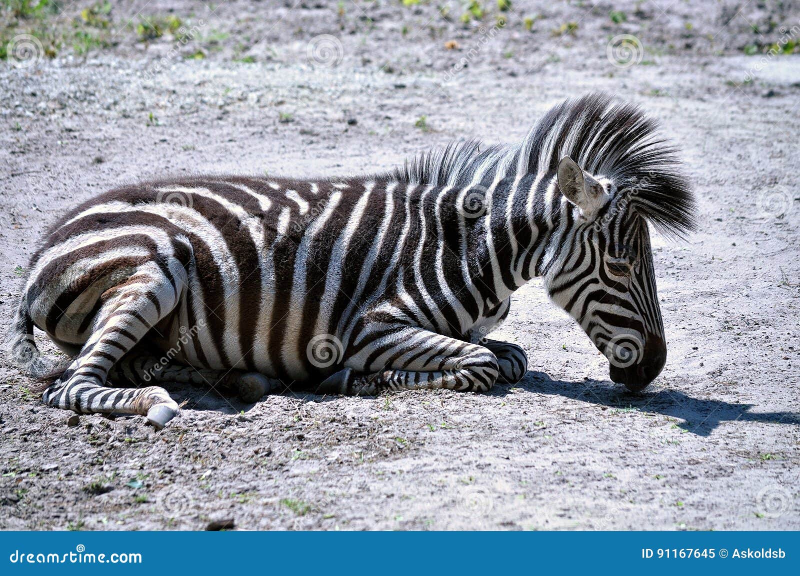 Zebra Che Dorme E Riscaldata Al Sole Immagine Stock - Immagine di corpo ...