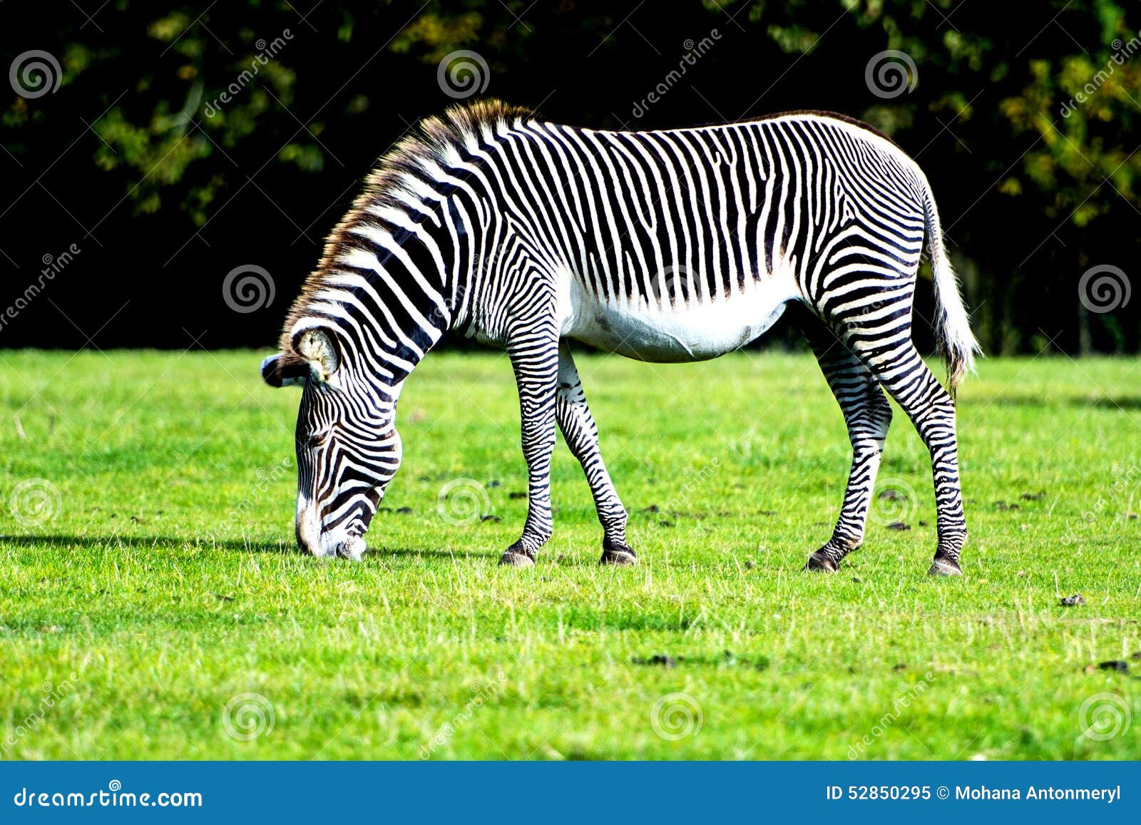 Zebra Che Pasce Nel Selvaggio Immagine Stock - Immagine di erbivoro ...