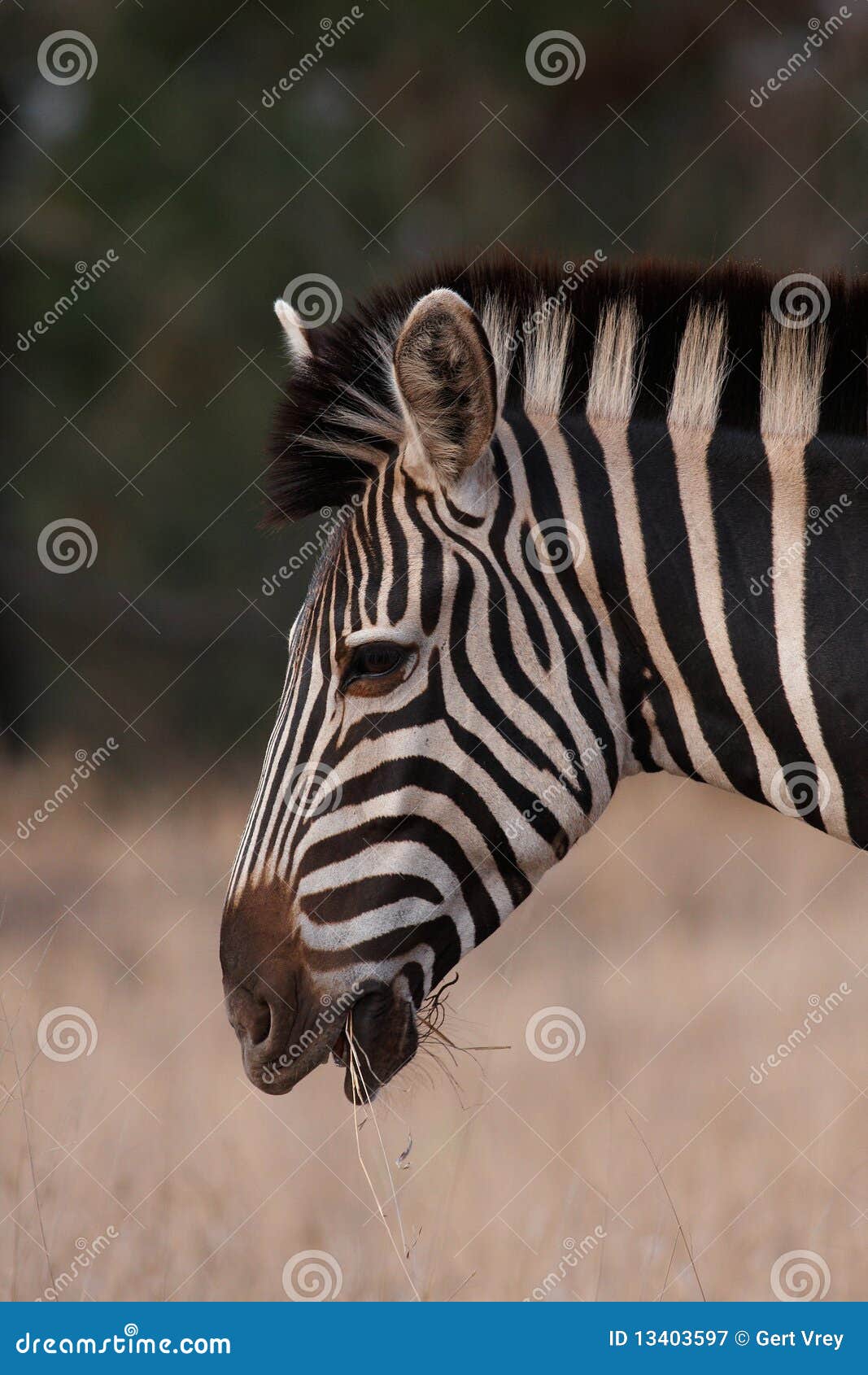 Zebra chew stock image. Image of white, mouth, black - 13403597