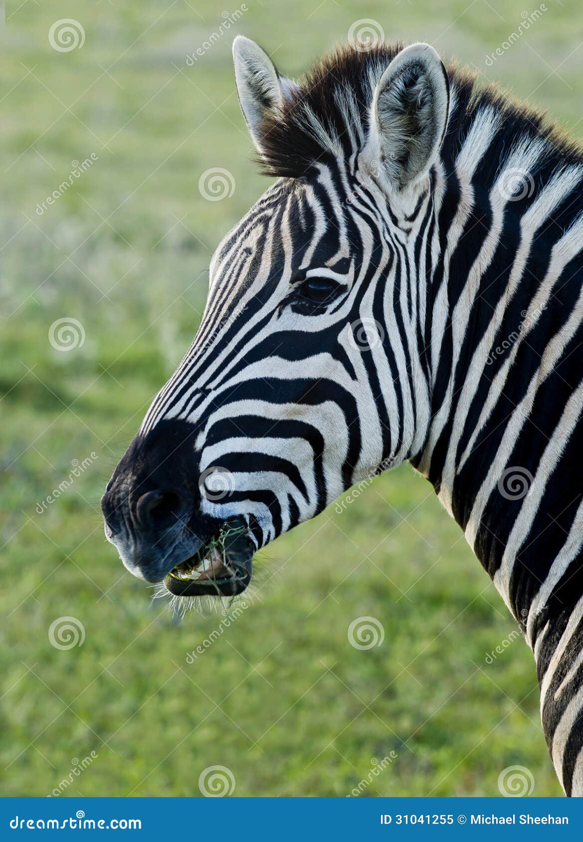 Zebra chewing stock image. Image of black, grass, stripes - 31041255