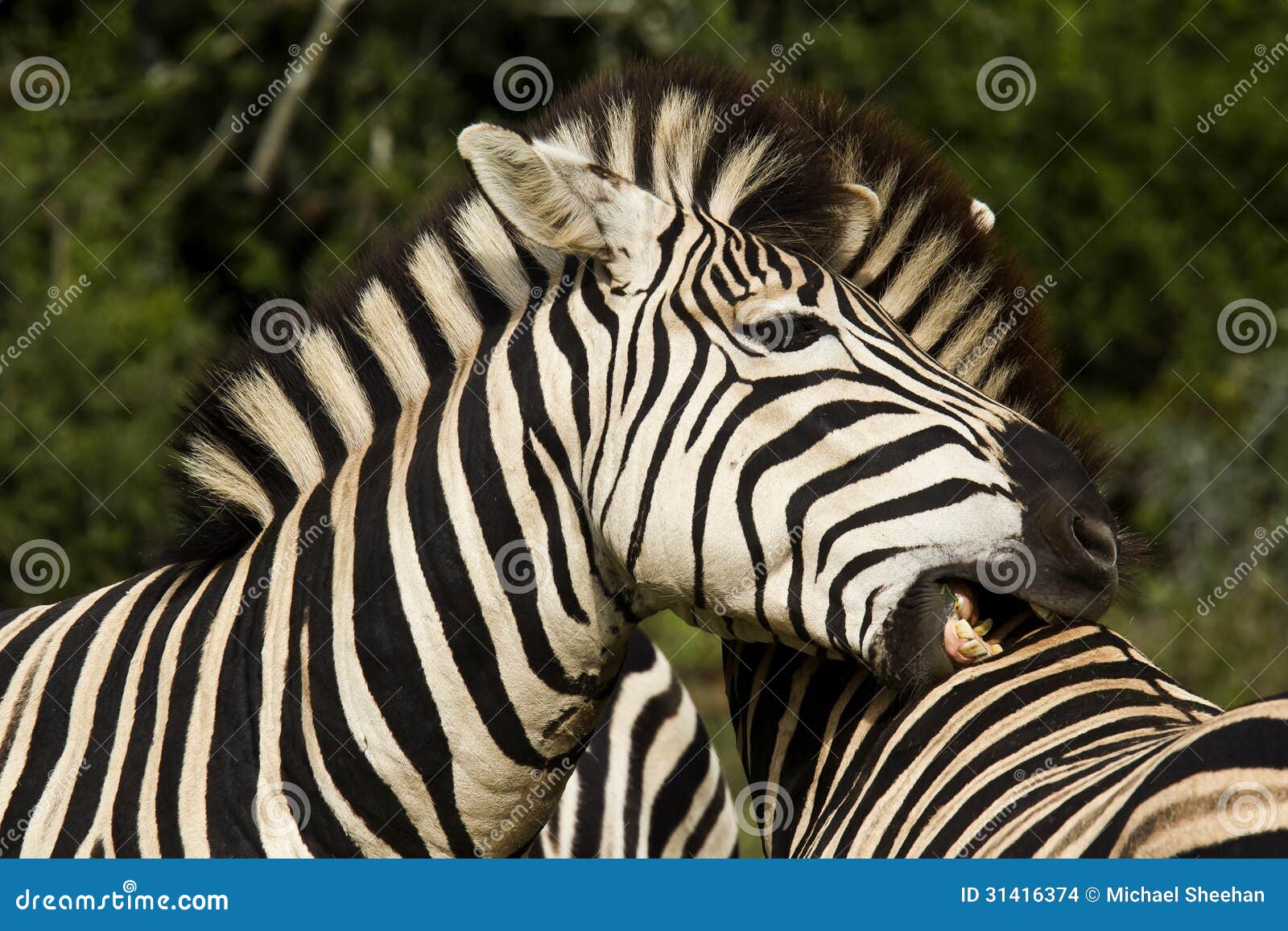 Zebra chewing stock photo. Image of morning, conservation - 31416374
