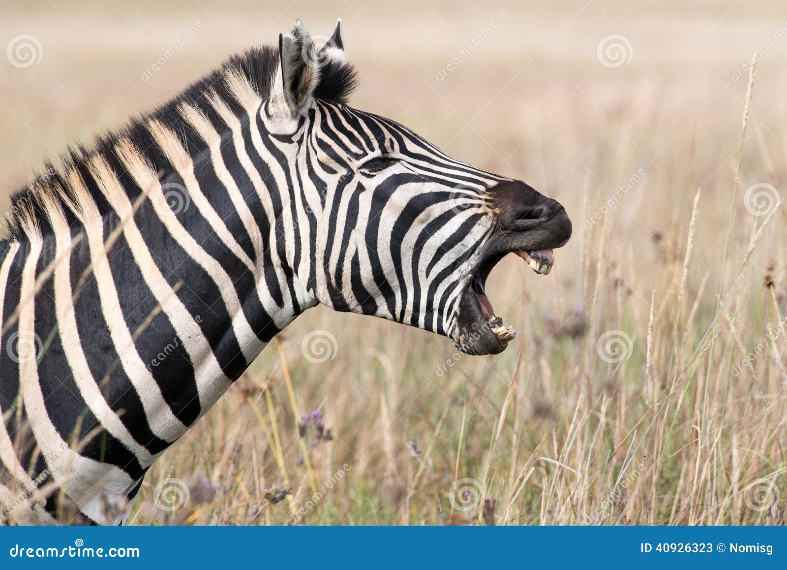 Zebra Side View Images - Download 973 Royalty Free Photos - Page 3