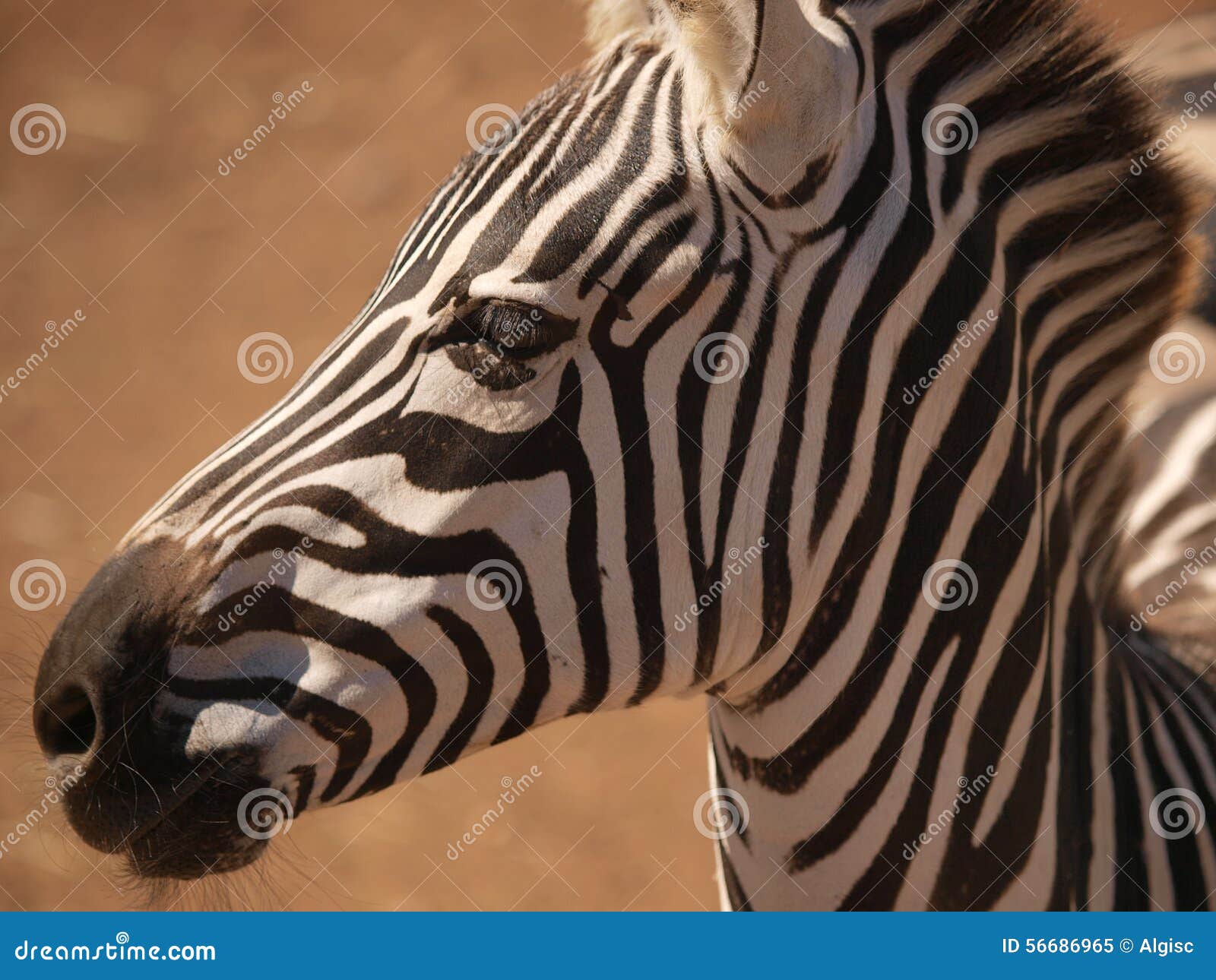 Zebra close look stock image. Image of nature, close - 56686965