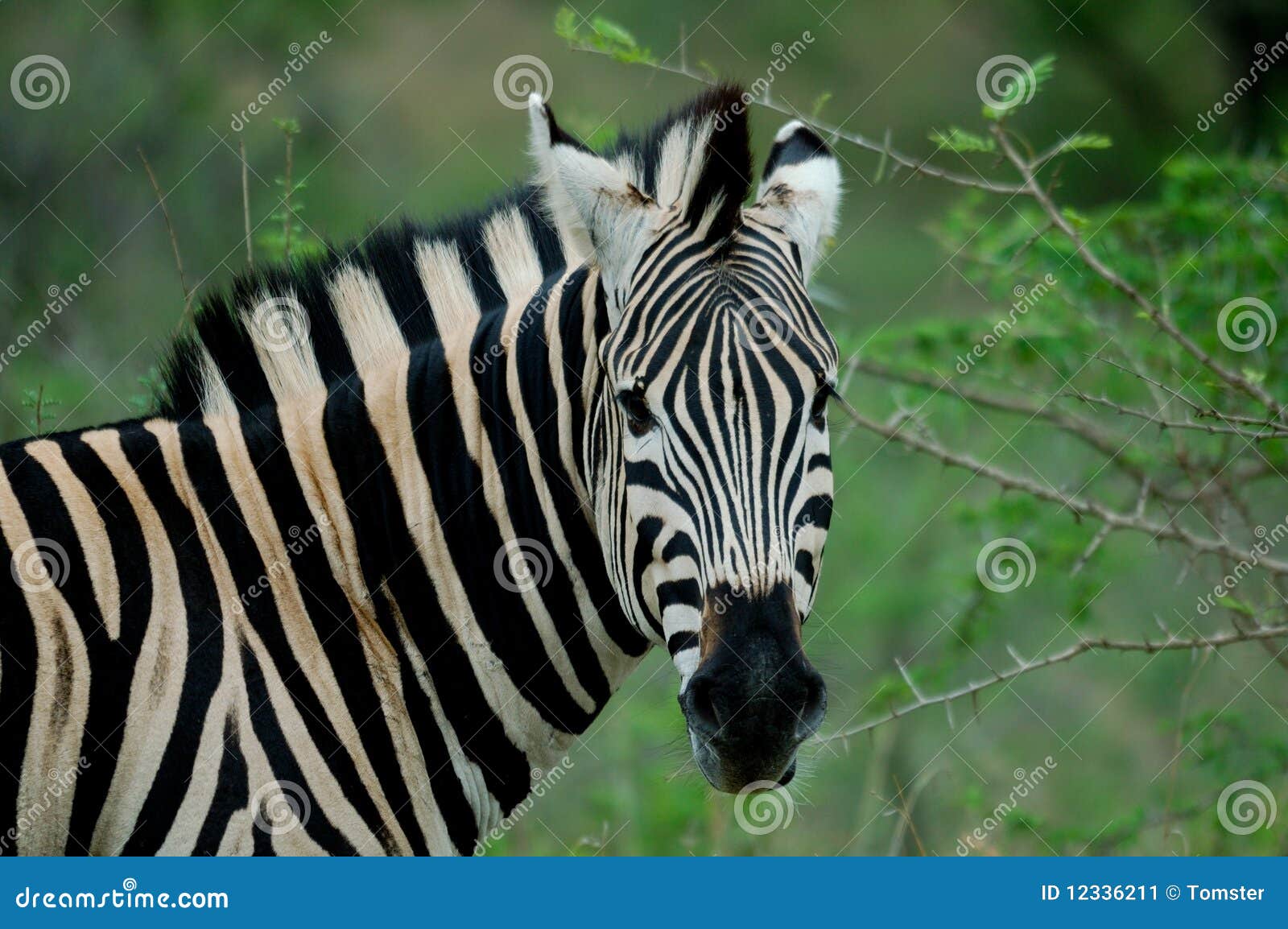 Zebra Close Up stock image. Image of animal, environment - 12336211