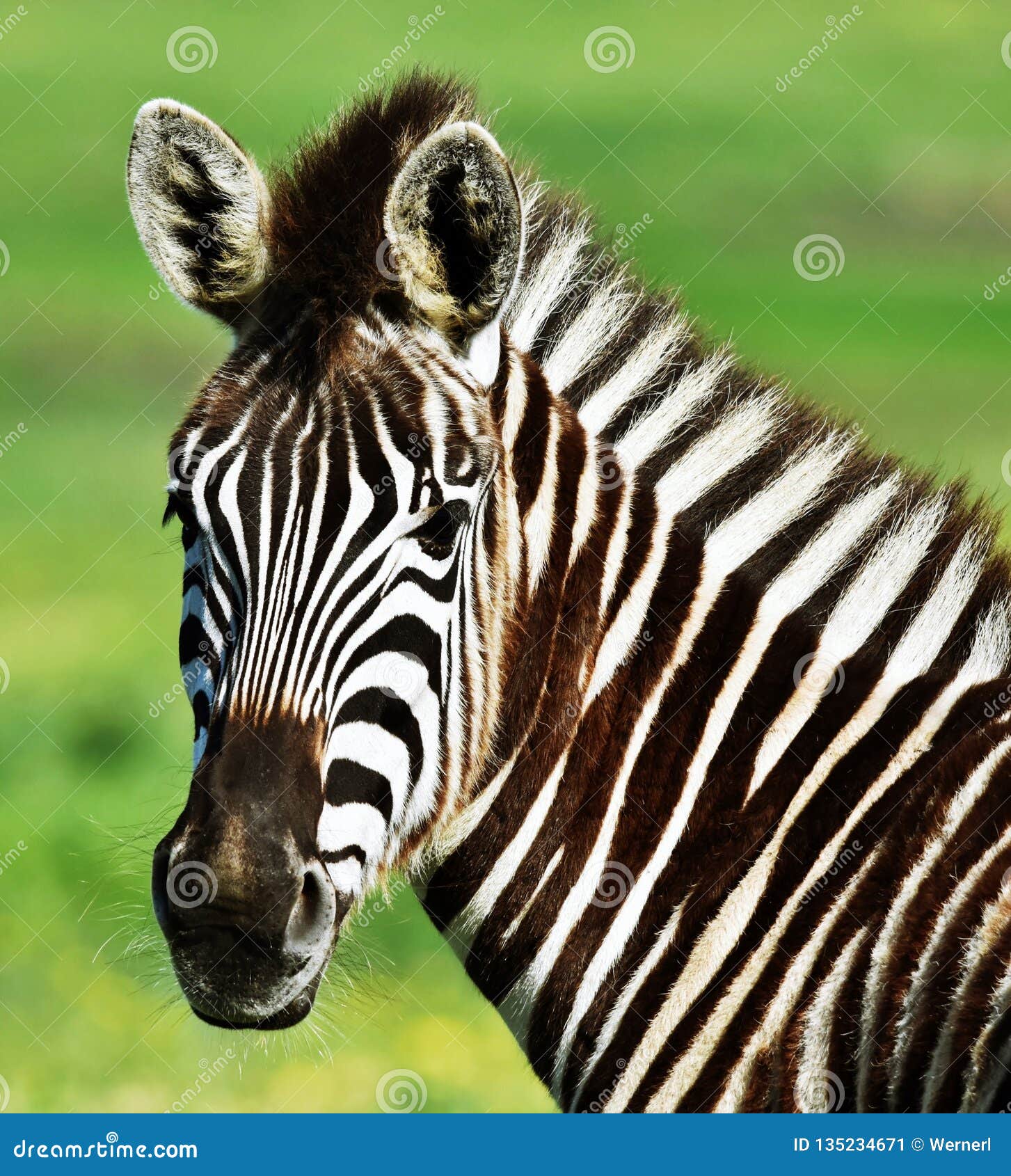 Zebra close up stock image. Image of close, grass, stripes - 135234671