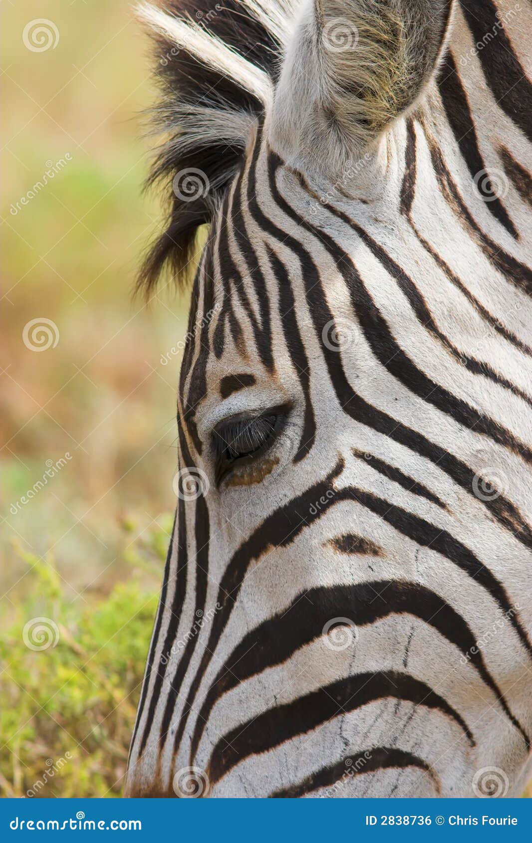 Zebra close up stock photo. Image of graze, mule, national - 2838736