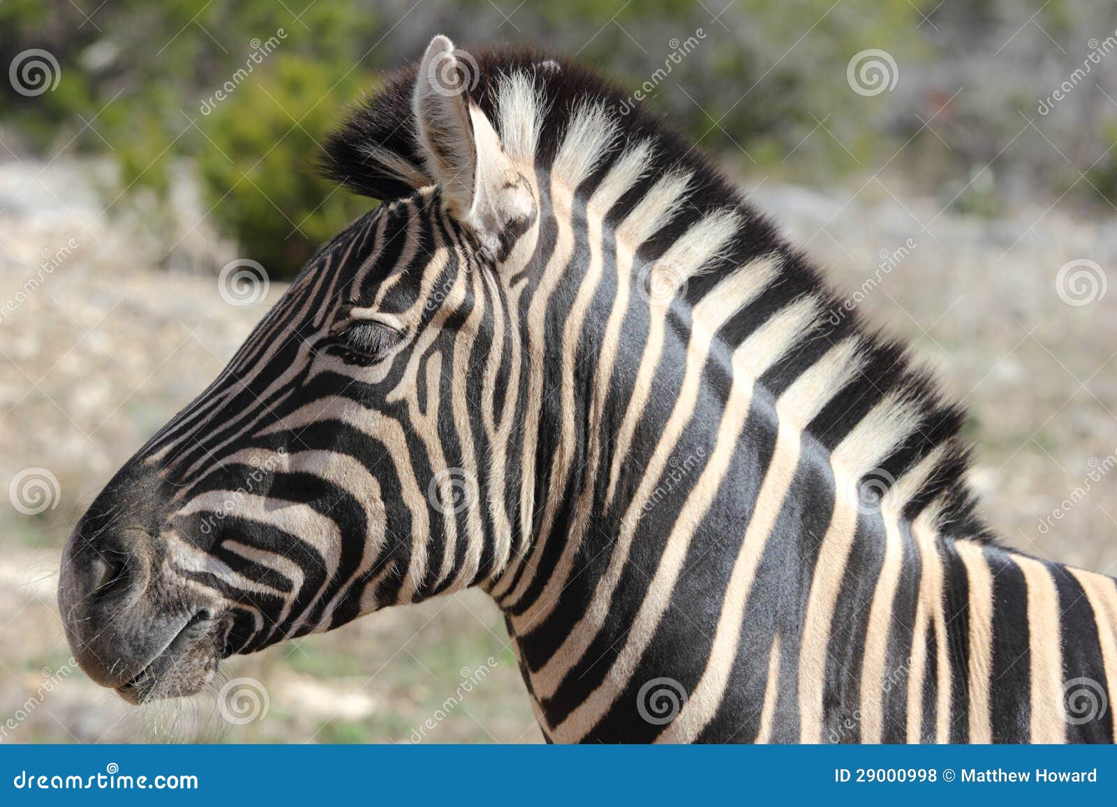 Zebra Close up stock photo. Image of savannah, pattern - 29000998