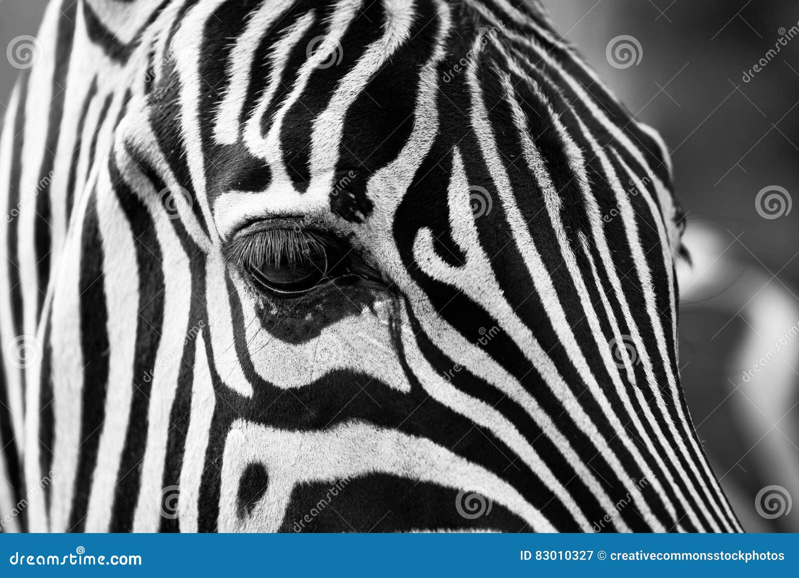 Zebra Close Up Picture. Image: 83010327