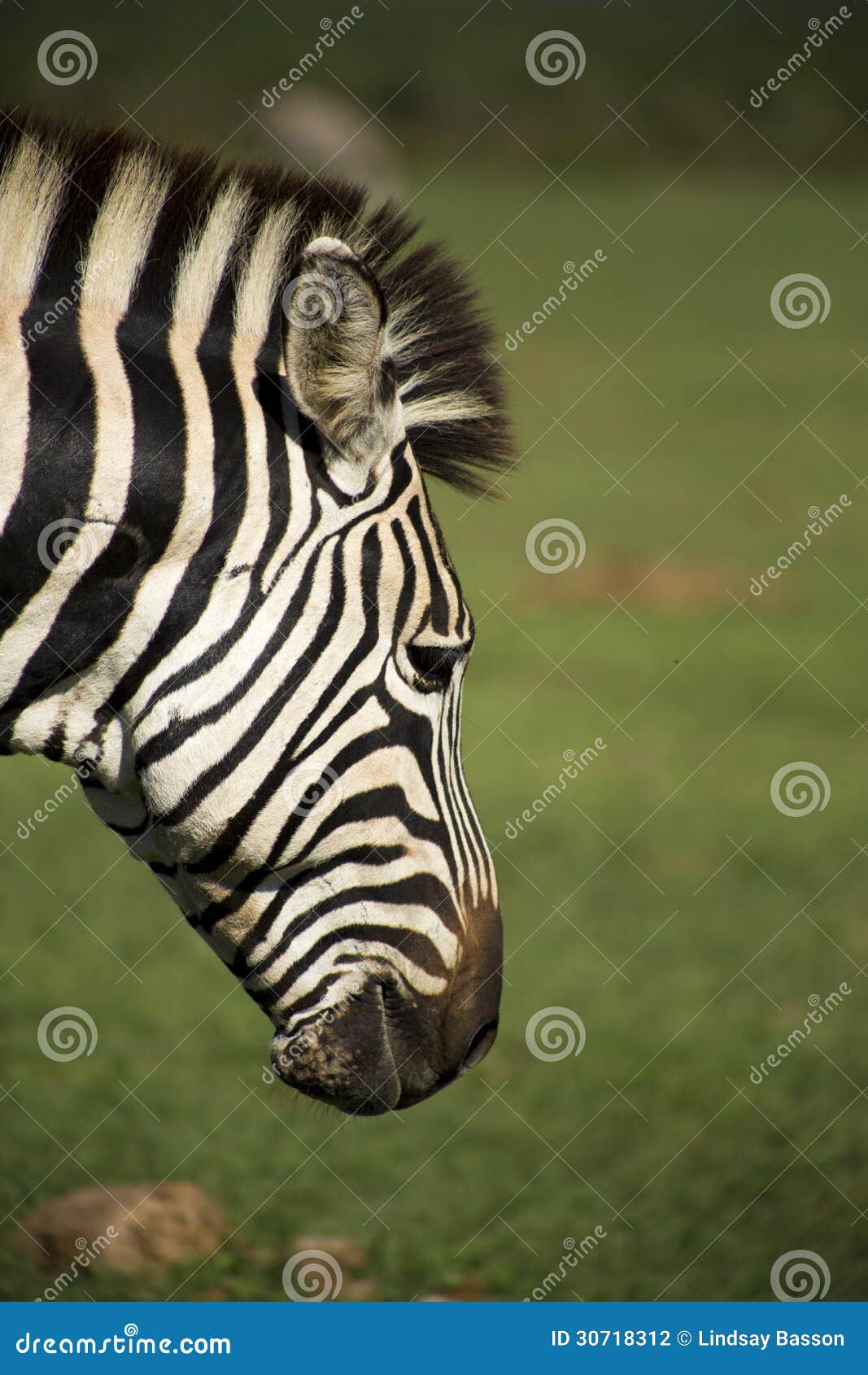 Zebra Close-up stock photo. Image of pattern, beautiful - 30718312