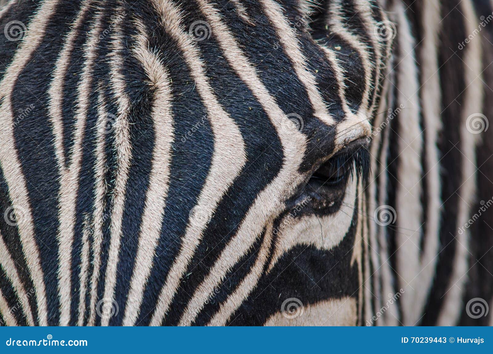 Zebra close up head stock image. Image of lines, animal - 70239443