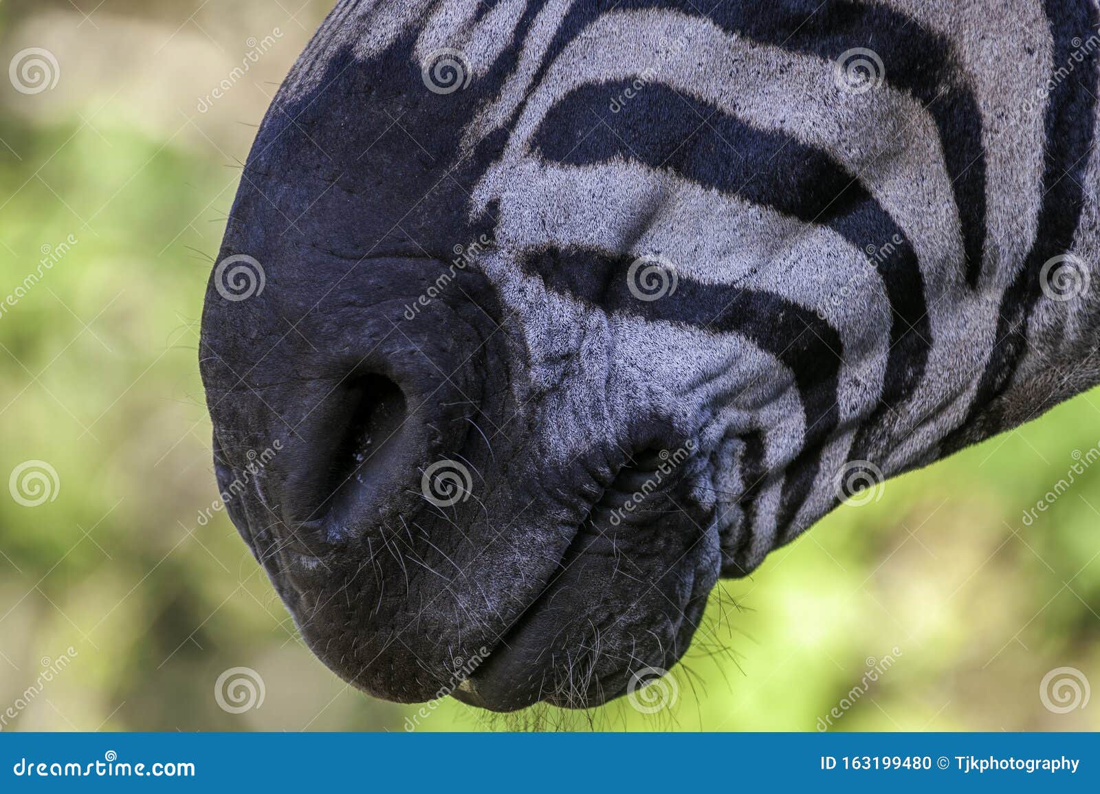 Zebra With His Big Nose Royalty-Free Stock Photo | CartoonDealer.com ...
