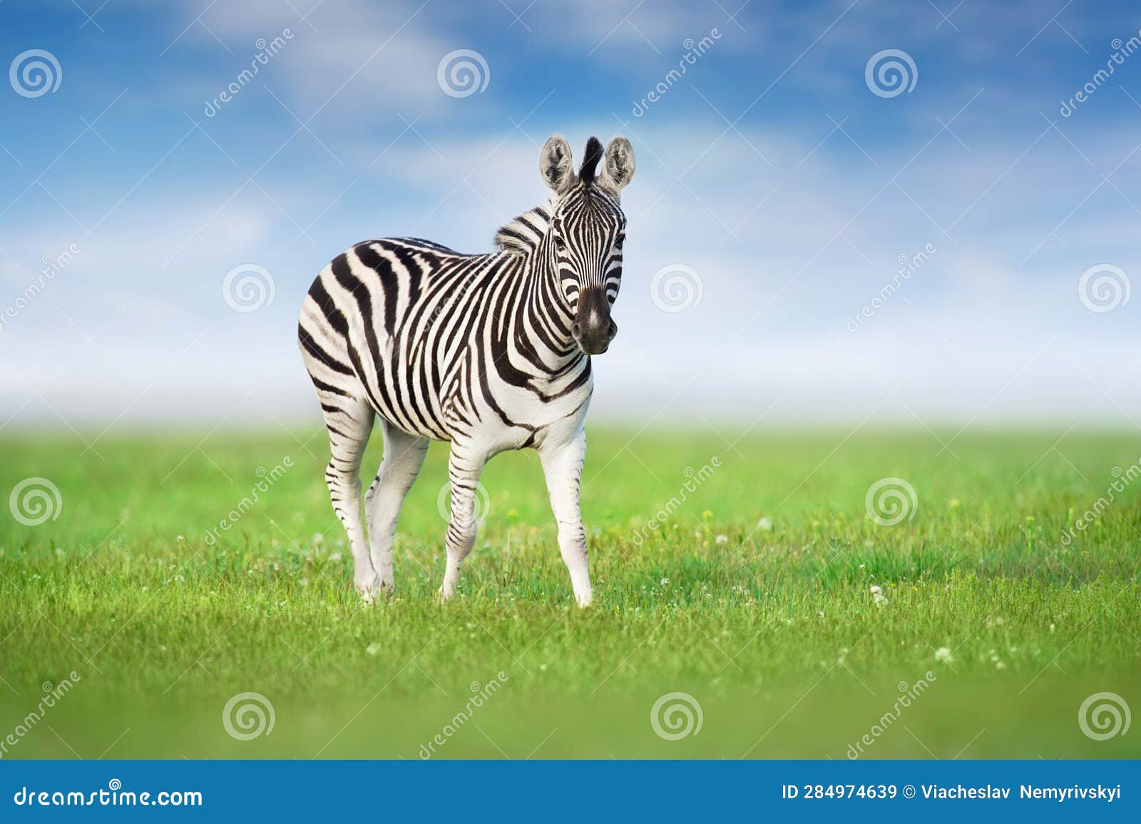Zebra close-up portrait stock image. Image of zebra - 284974639