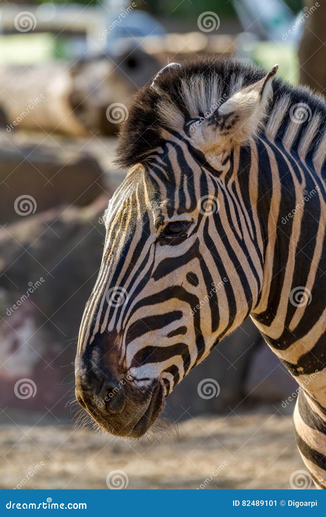 Zebra close up portrait stock image. Image of nature - 82489101