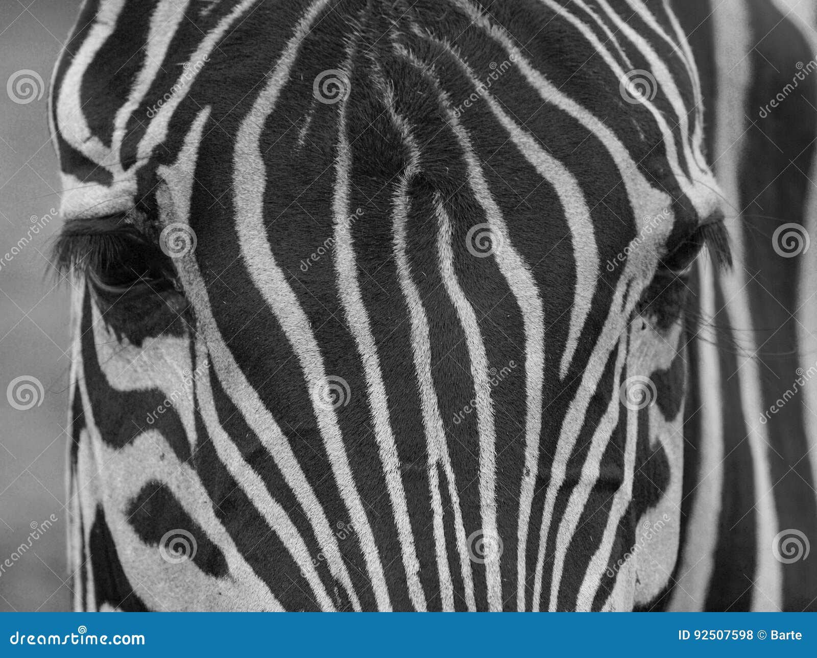 Zebra close up shot stock photo. Image of hair, abstract - 92507598