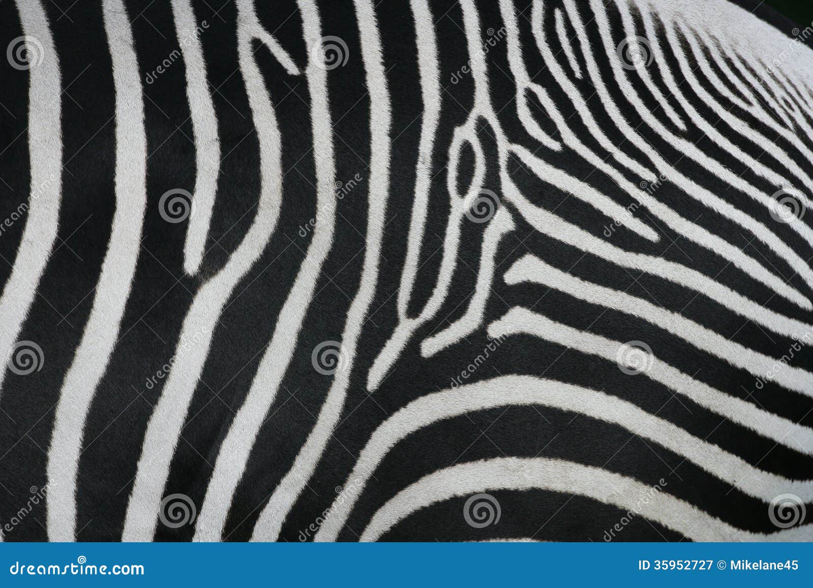 Zebra stock image. Image of zebra, stripes, wildlife - 35952727