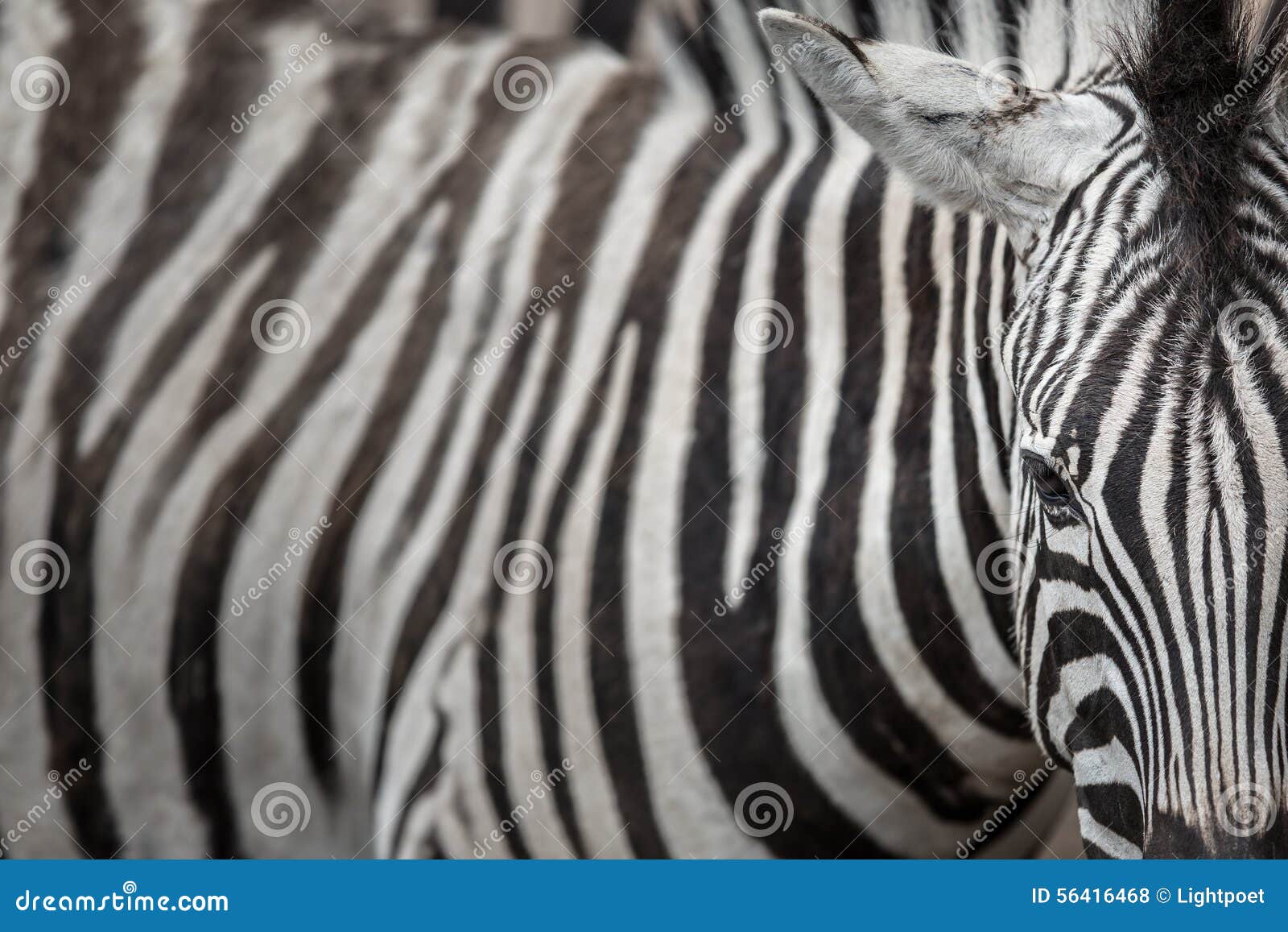 Zebra - Close-up View with Accent on the Unique Skin Pattern Stock ...