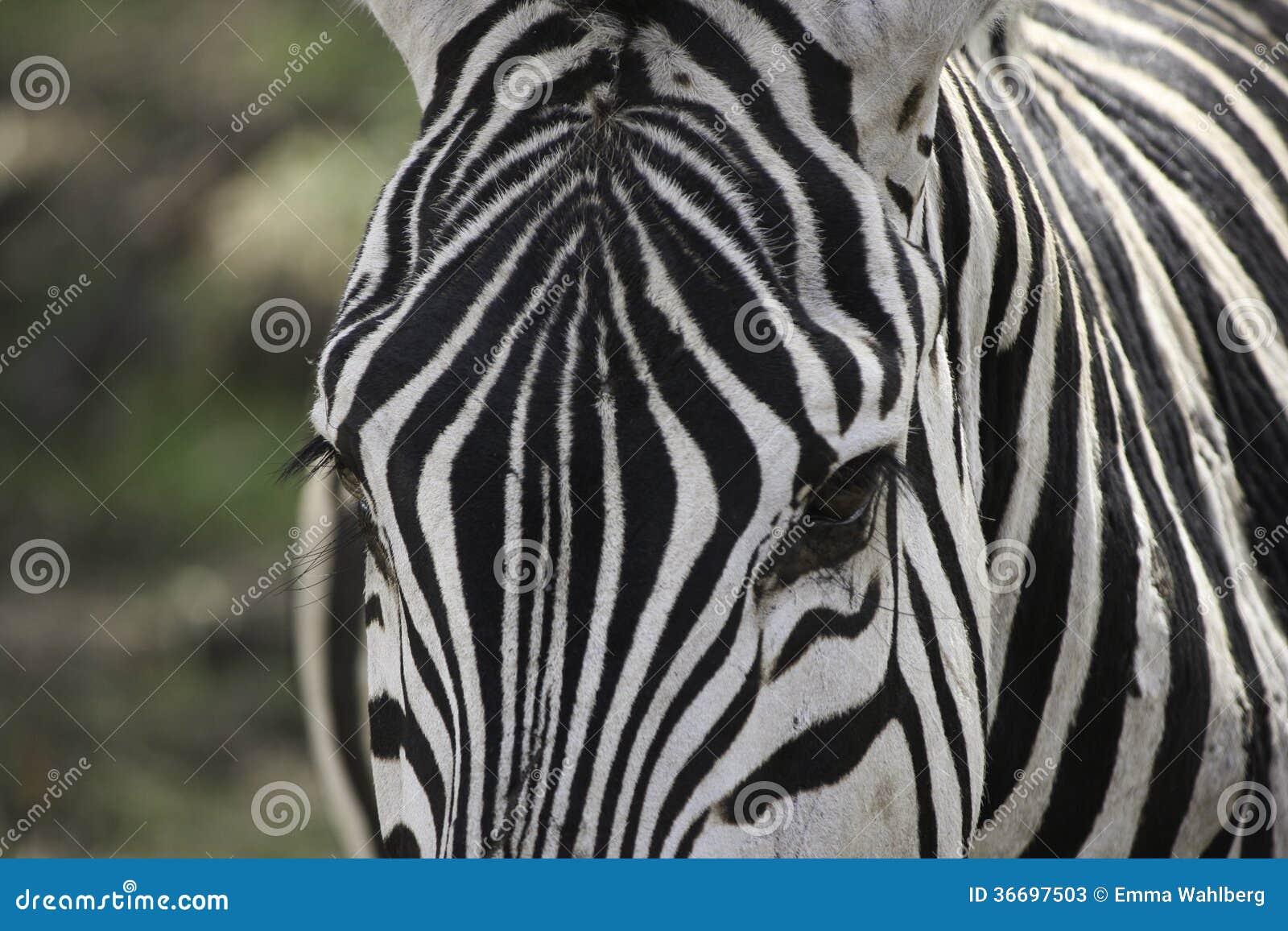 Zebra stock image. Image of close, african, lines, fauna - 36697503