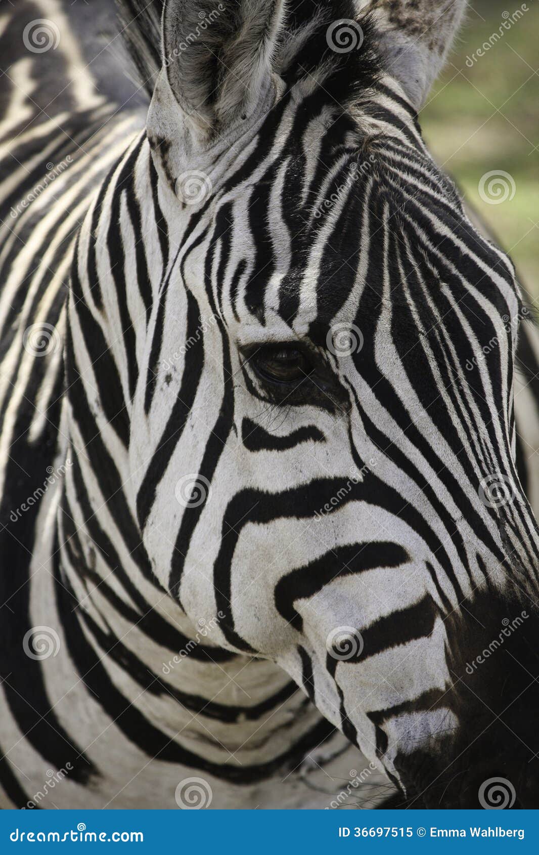 Zebra stock image. Image of national, horse, fauna, mara - 36697515