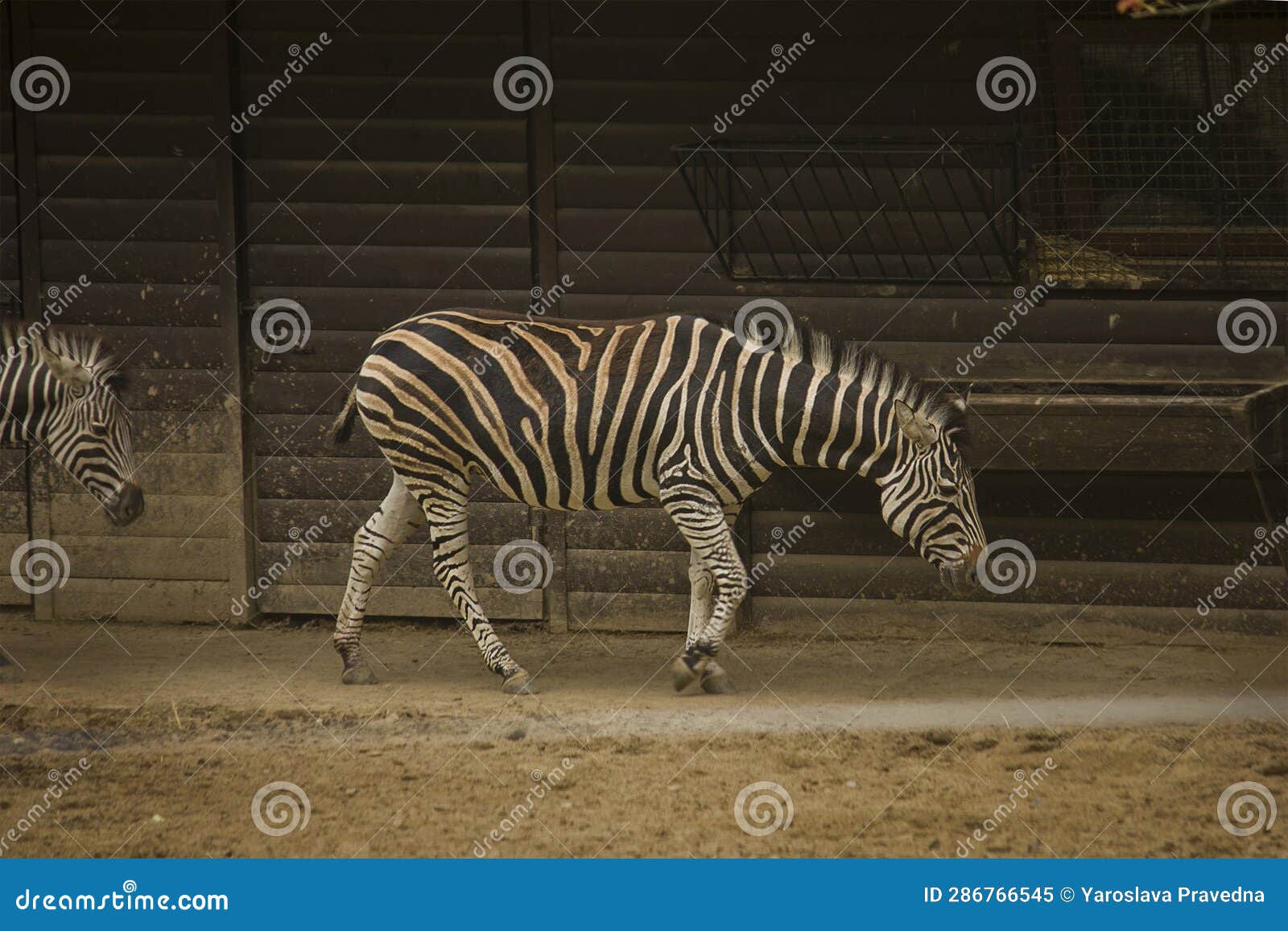 Zebra Close-up stock image. Image of white, africa, close - 286766545