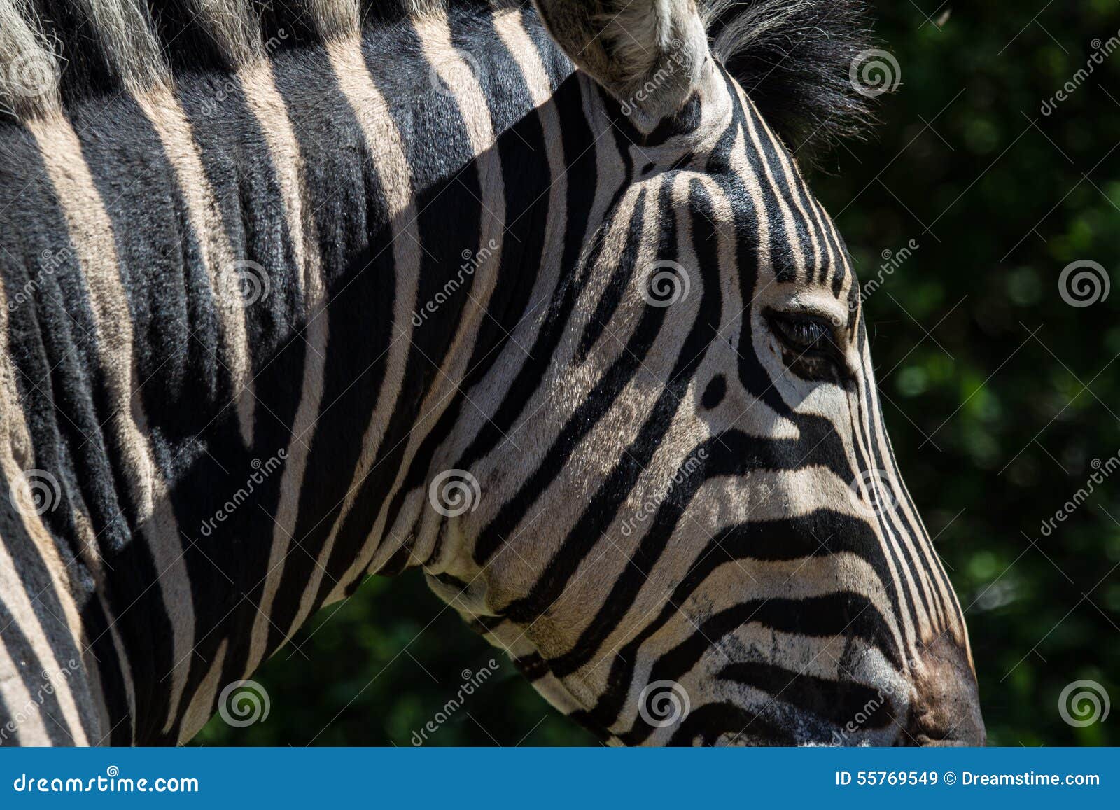 African Zebra Face stock image. Image of animal, portrait - 55769549