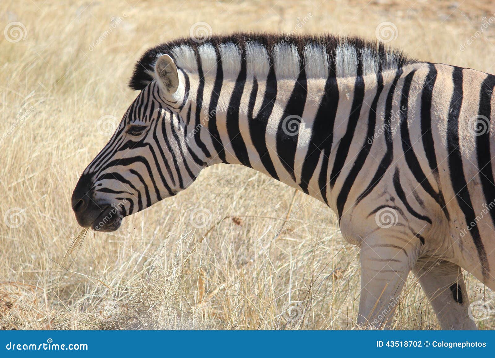 Zebra stock photo. Image of animal, equus, pattern, detail - 43518702