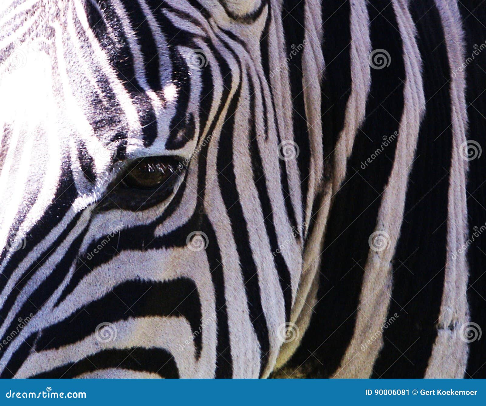 Zebra Closeup stock image. Image of black, ethnicity - 90006081