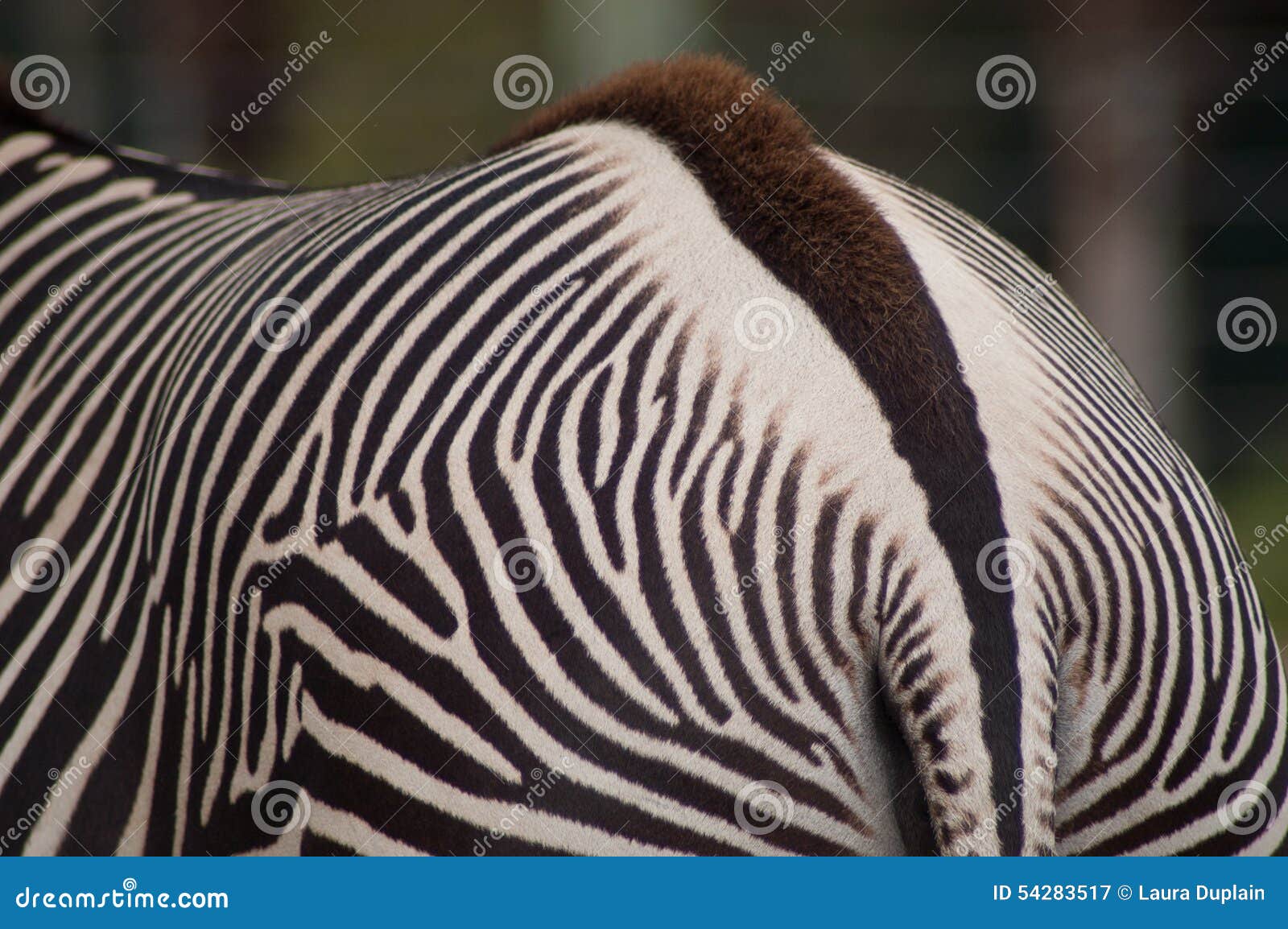 Zebra Closeup of Rear End and Stripes Stock Image - Image of nature ...