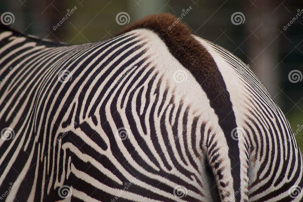 Zebra Closeup of Rear End and Stripes Stock Image - Image of nature ...