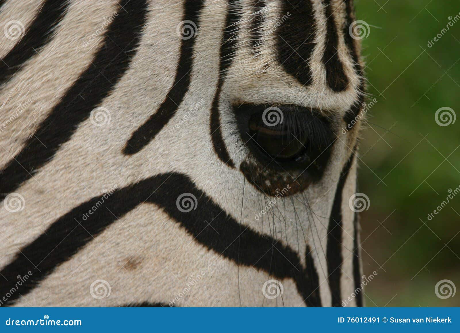 Zebra stock image. Image of striped, stripe, bush, eyelash - 76012491