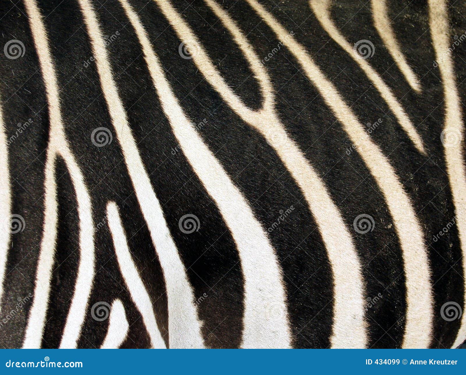 Zebra coat stock image. Image of deteail, close, wild, stripes - 434099