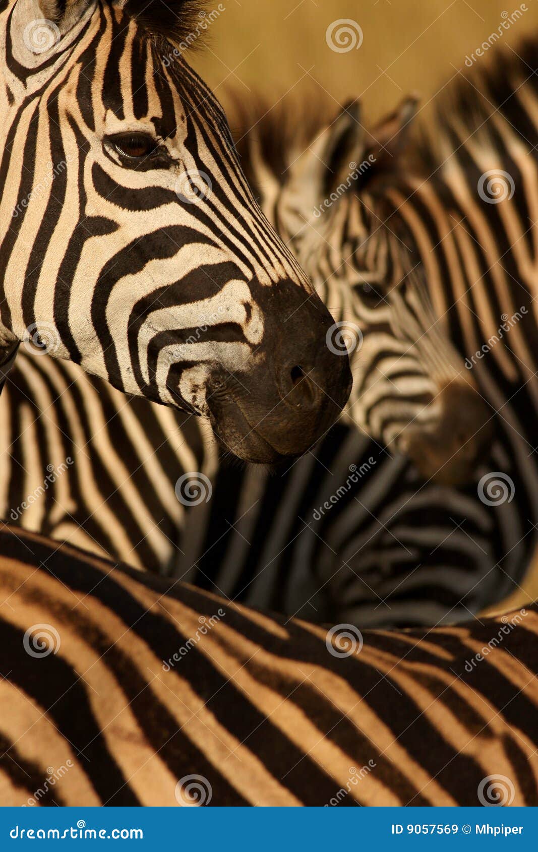 Zebra Collage stock image. Image of africa, migration - 9057569