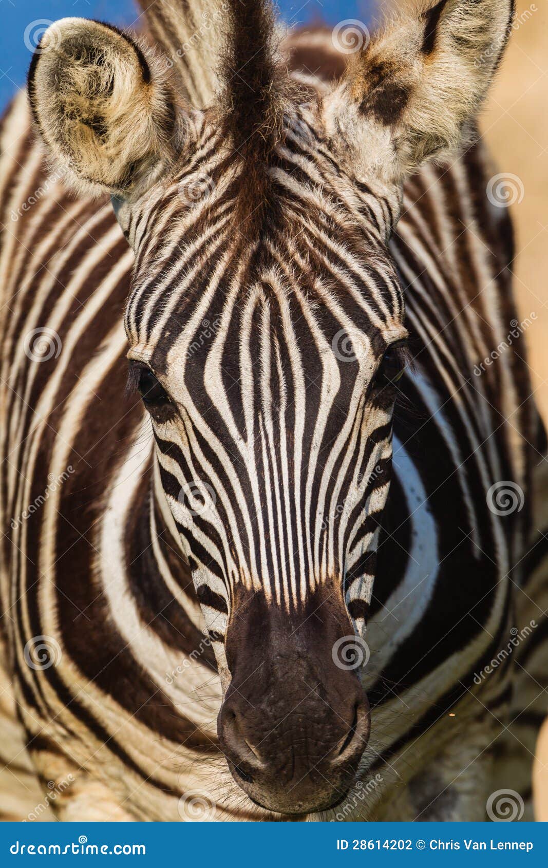Zebra Colt Foal Portrait stock photo. Image of wildlife - 28614202