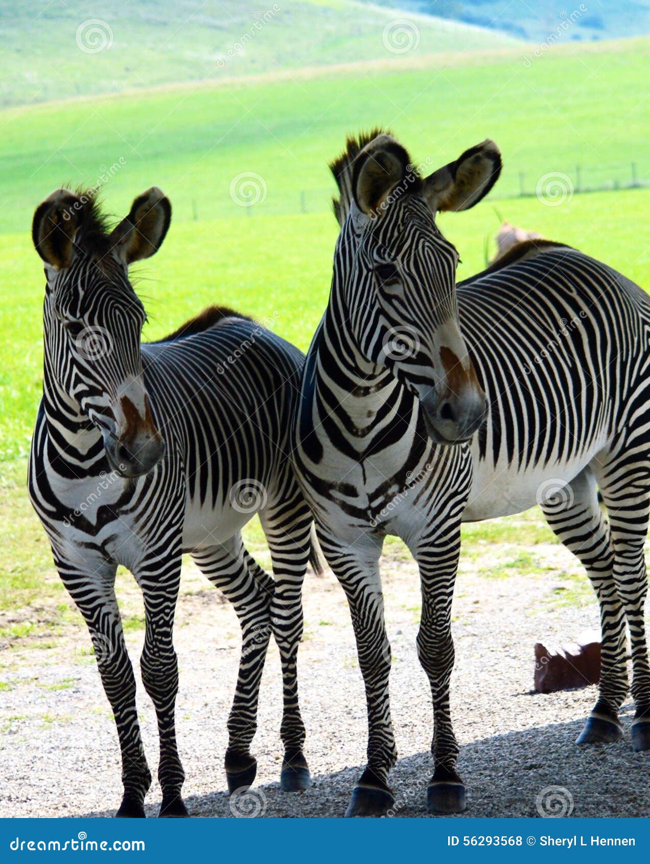Zebra with colt stock photo. Image of motherhood, colt - 56293568