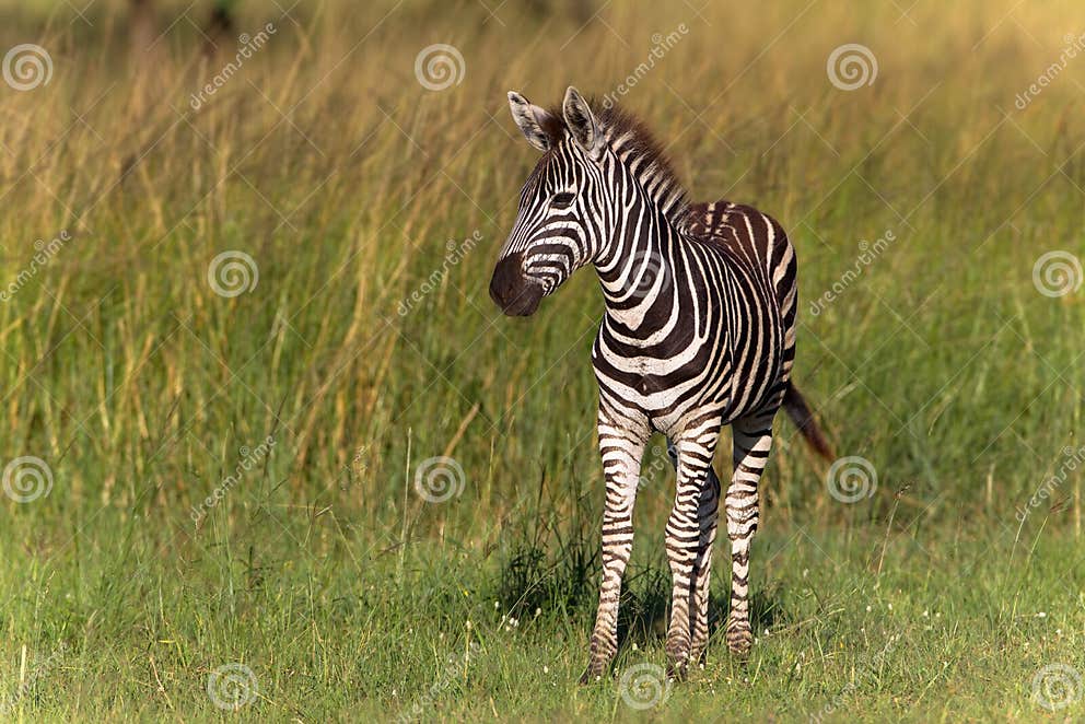 Zebra Calf Colt stock image. Image of vegetation, colors - 25359217