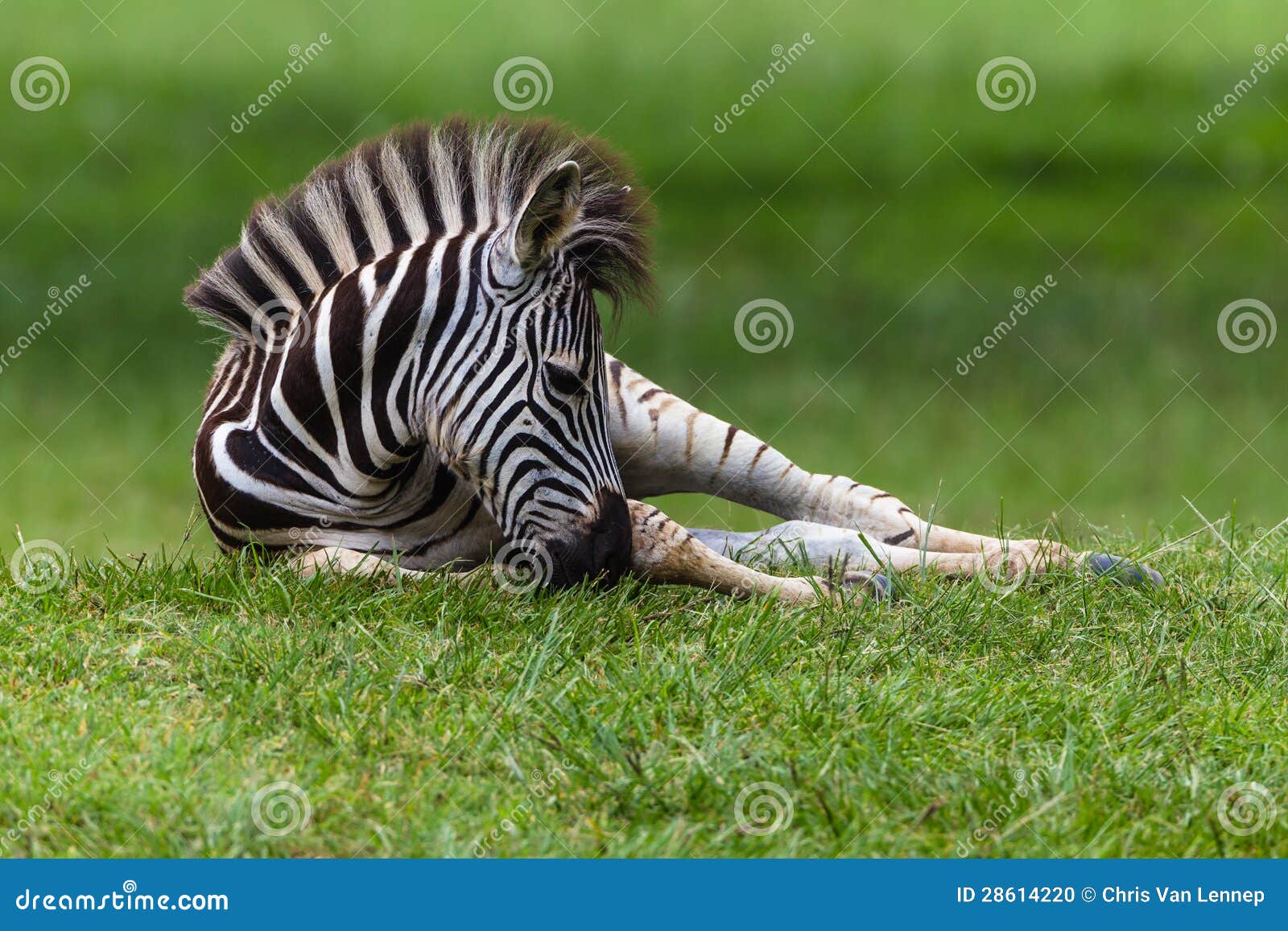 Zebra Colt Resting stock photo. Image of head, calf, black - 28614220